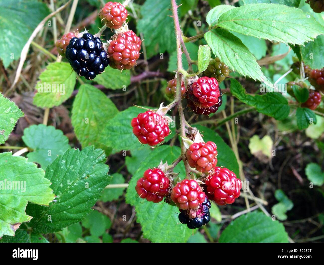 Edible wild berry hi-res stock photography and images - Alamy