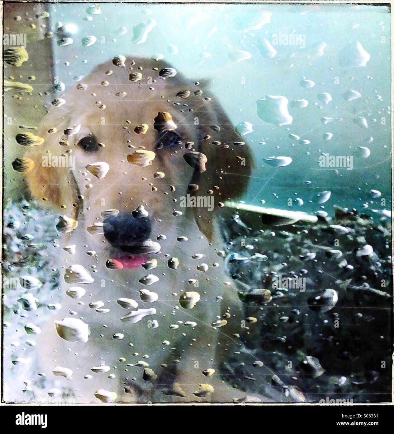 Dog at rainy window hi-res stock photography and images - Alamy