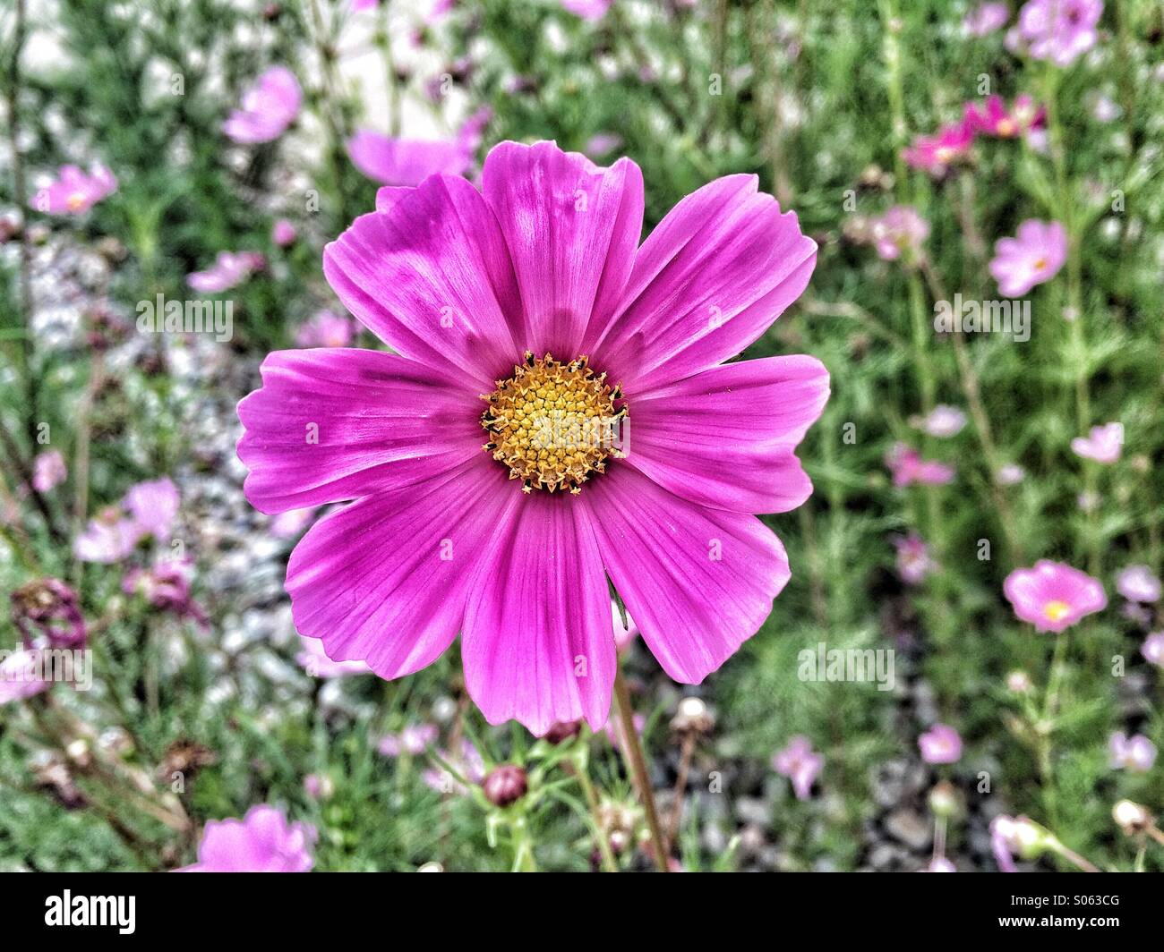 Intense Cosmo Flower Stock Photo - Alamy