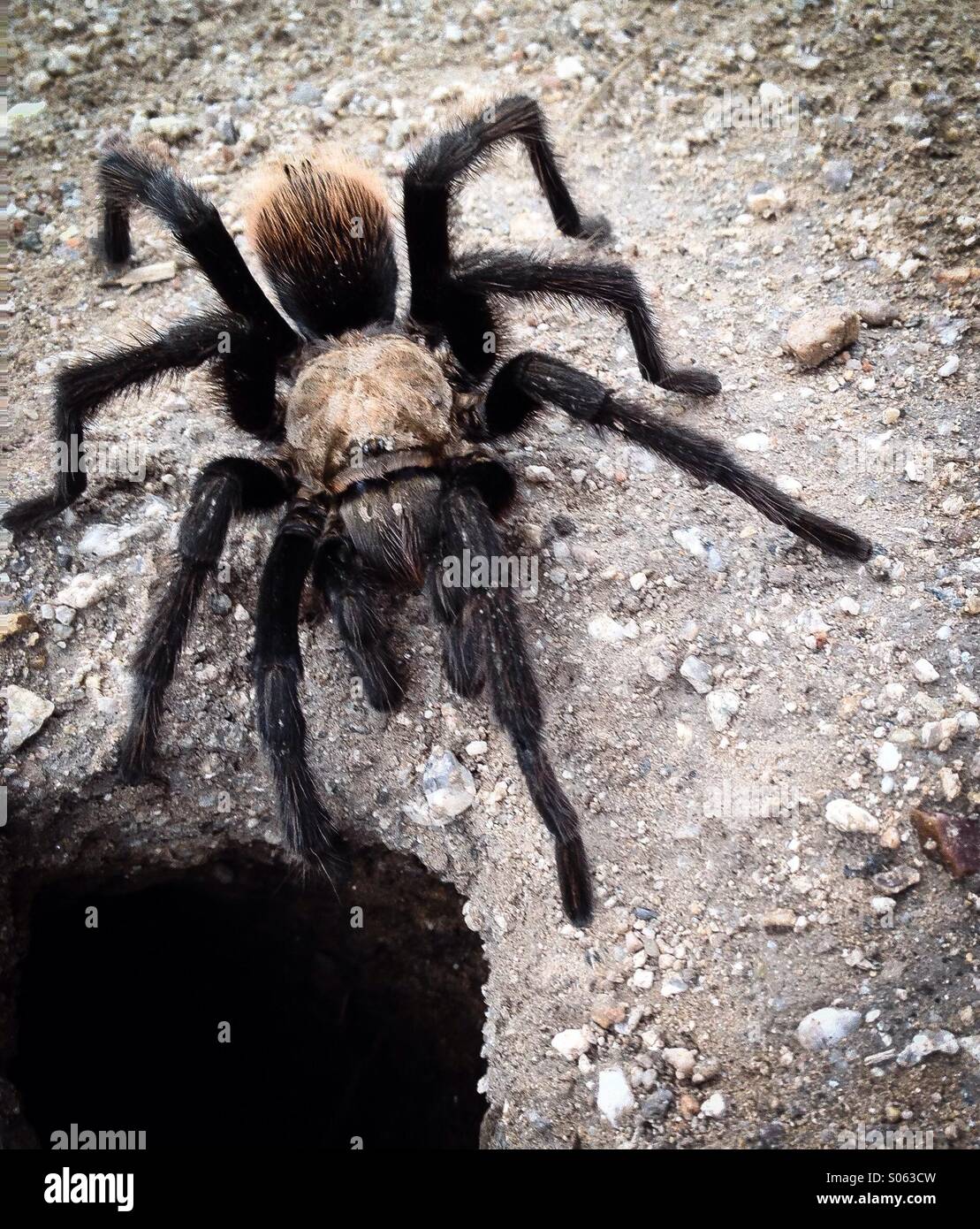 A tarantula creeps across the desert floor Stock Photo - Alamy