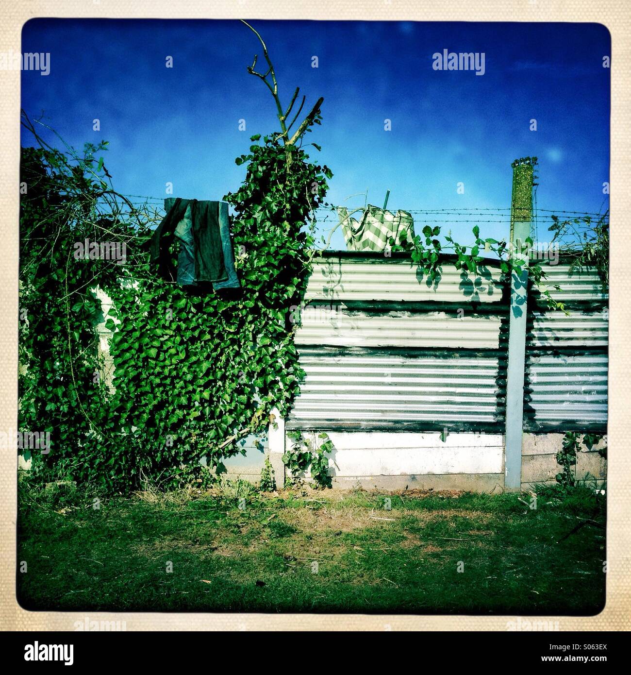 Growing ivy on old wall hi-res stock photography and images - Alamy