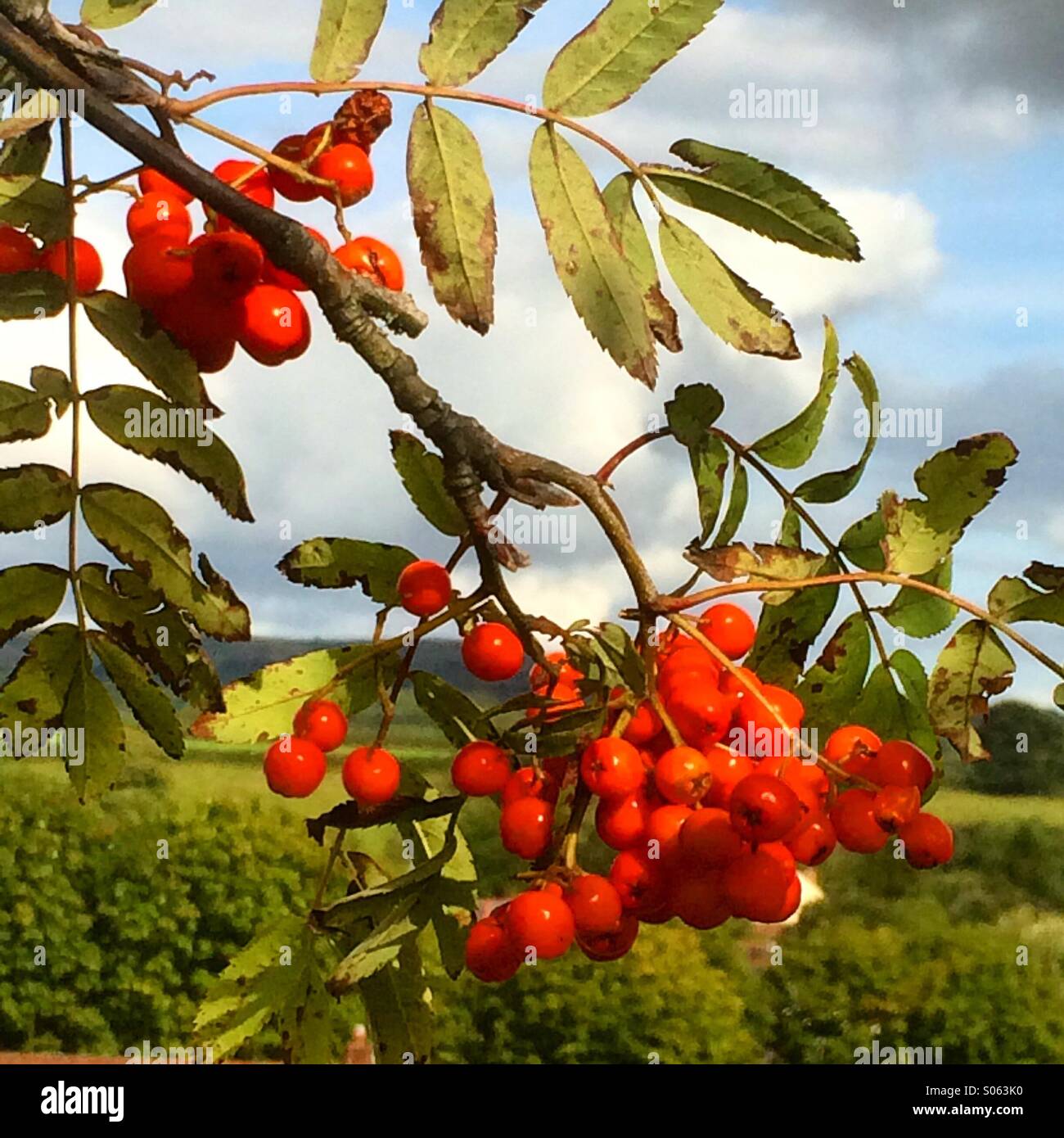 Rowan jelly hi-res stock photography and images - Alamy
