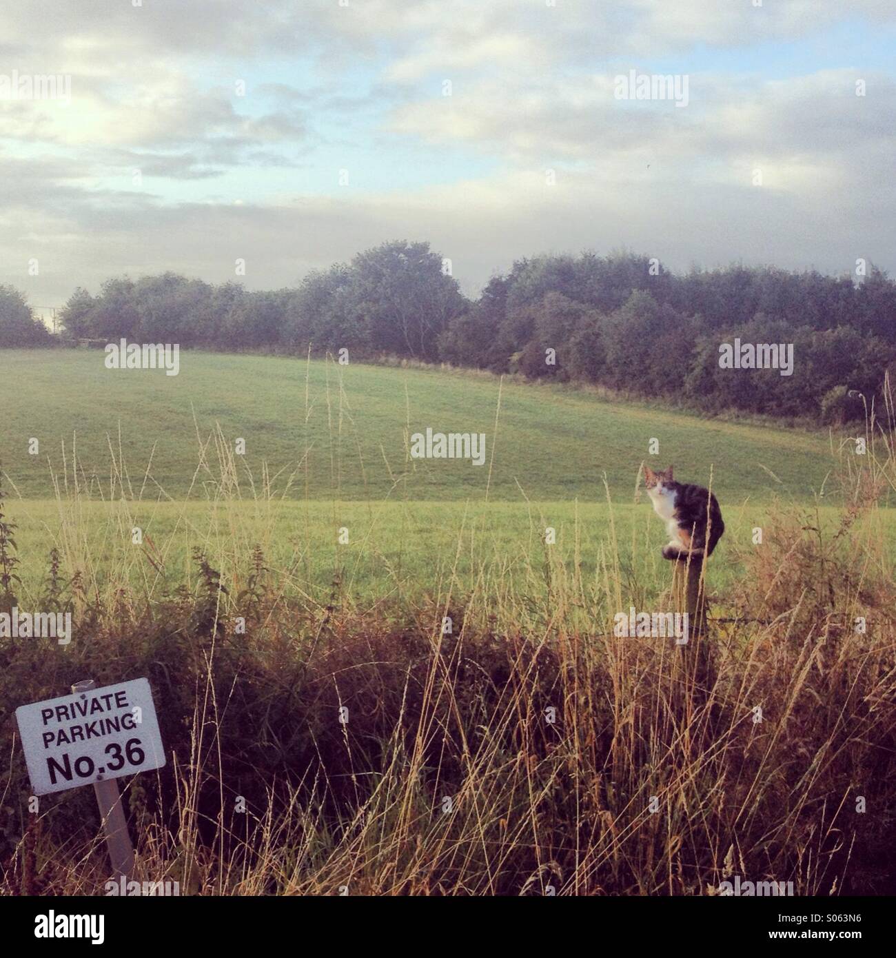 Cat parking space Stock Photo - Alamy