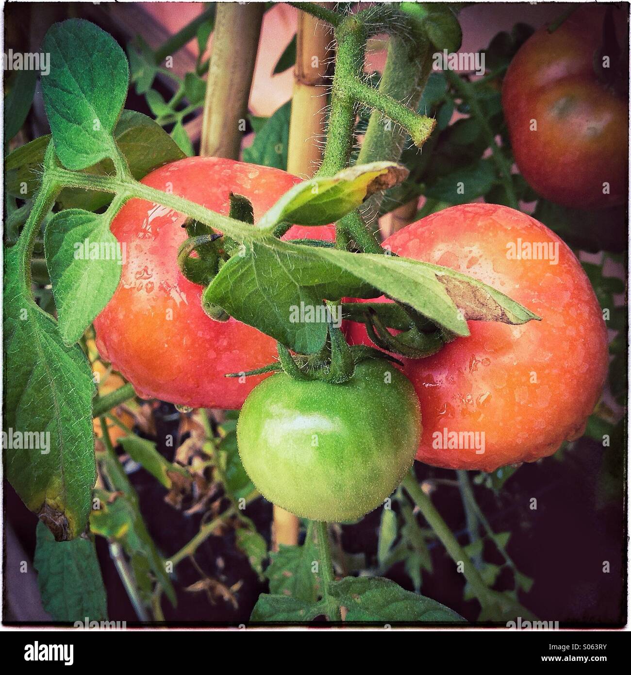 Tomatoe organic hi-res stock photography and images - Alamy
