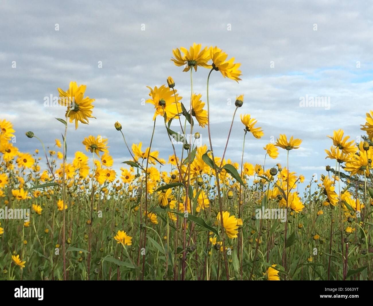 Wild sunflowers hi-res stock photography and images - Alamy