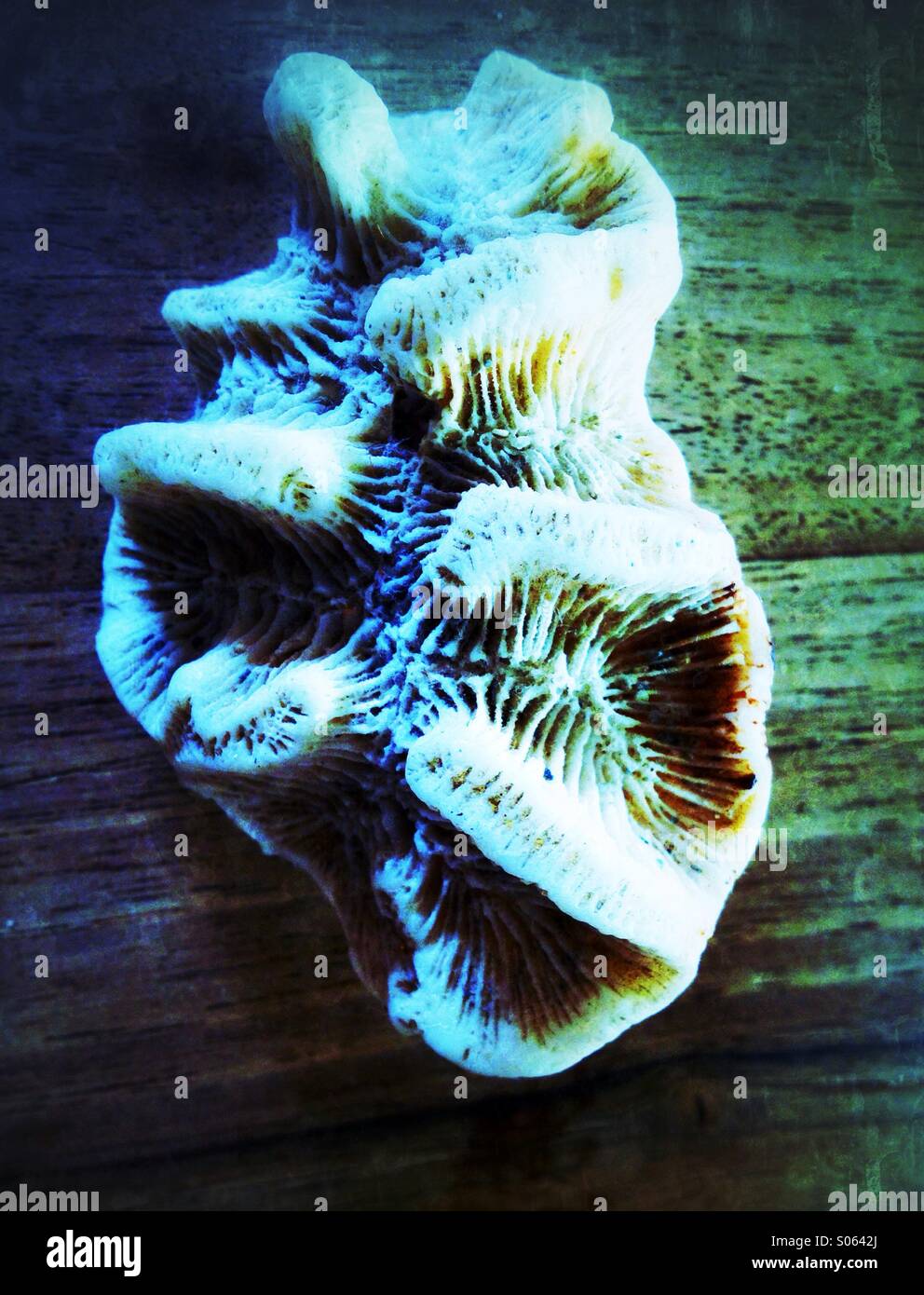 Strange fossil hi-res stock photography and images - Alamy