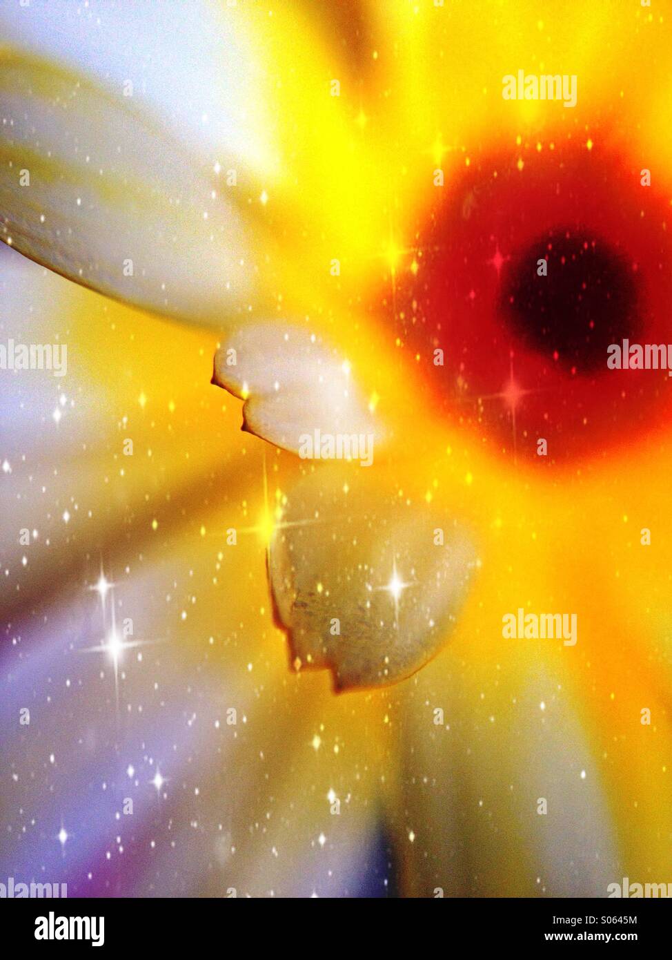 Marigold flower petals Stock Photo - Alamy