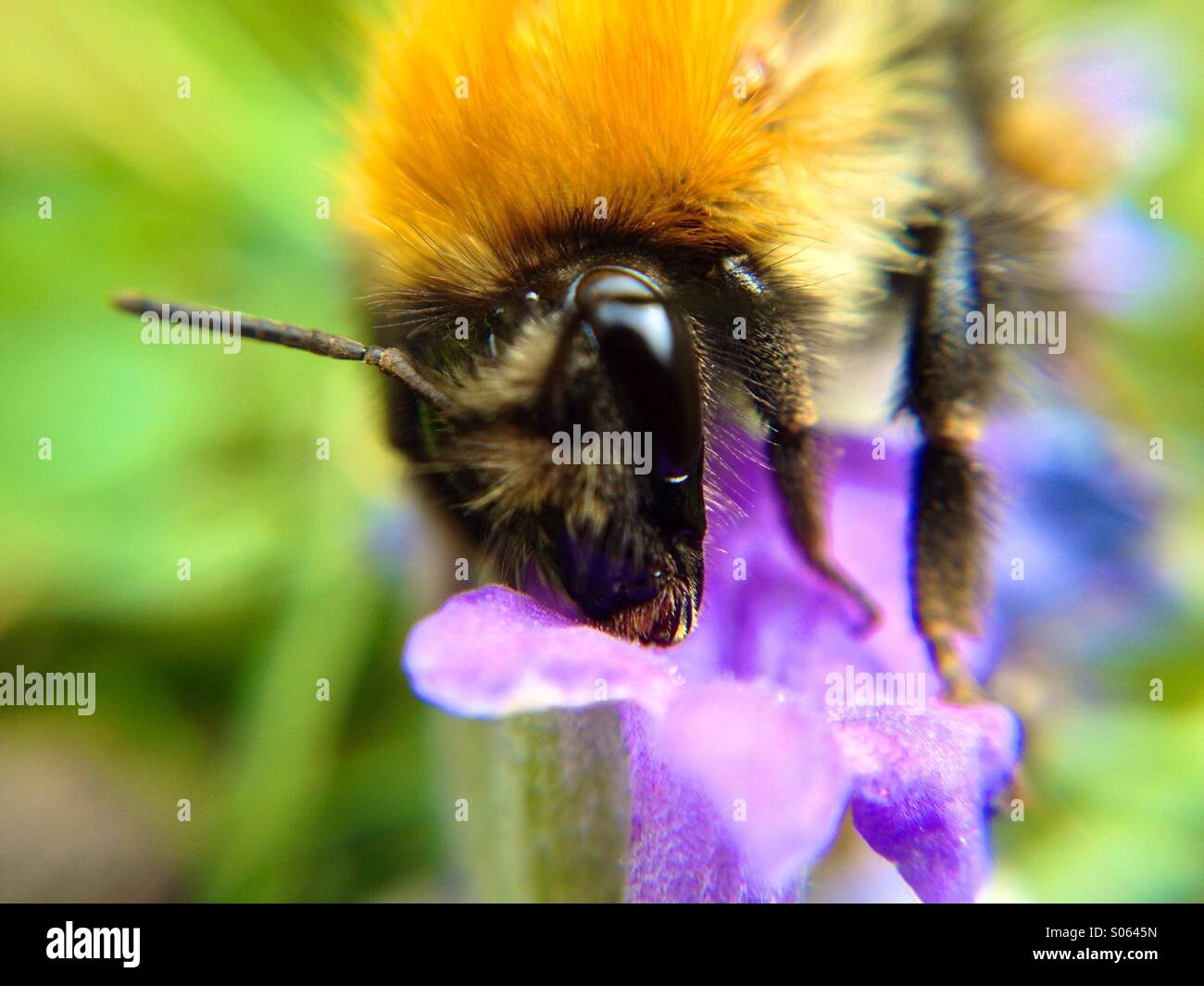 Bee gathering pollen from a flower Stock Photo - Alamy