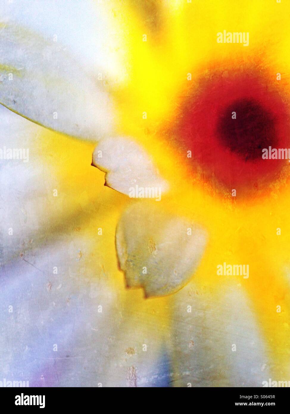 Marigold flower petals Stock Photo - Alamy