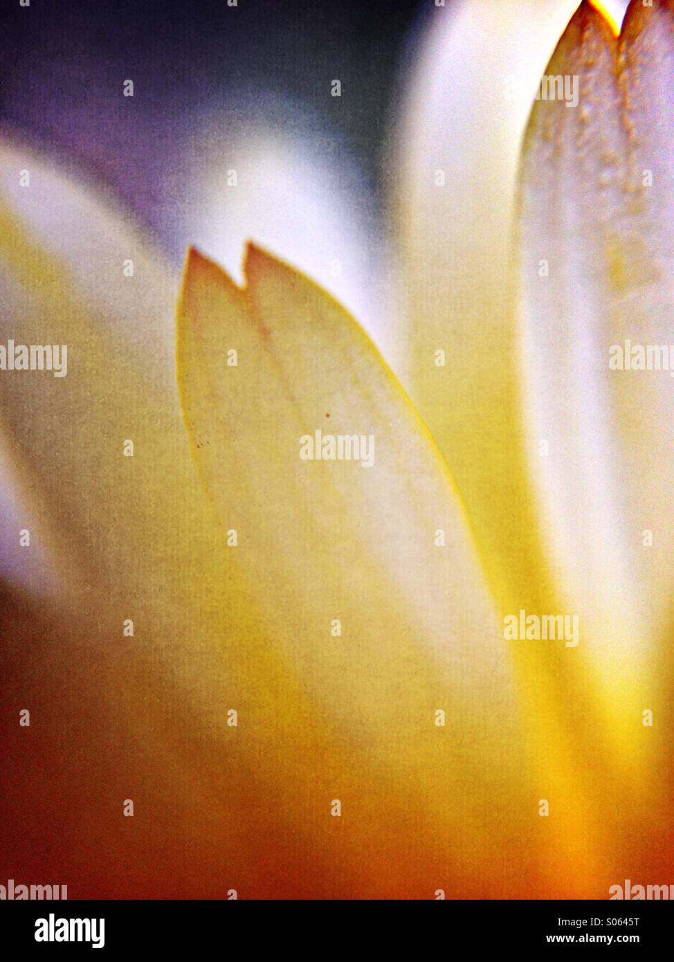 Marigold flower petals Stock Photo - Alamy