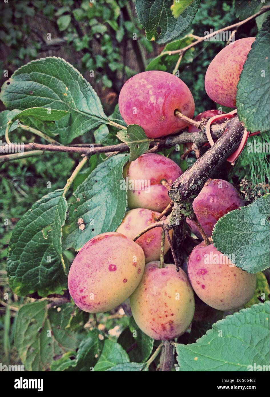 Victoria plums ripening Stock Photo - Alamy