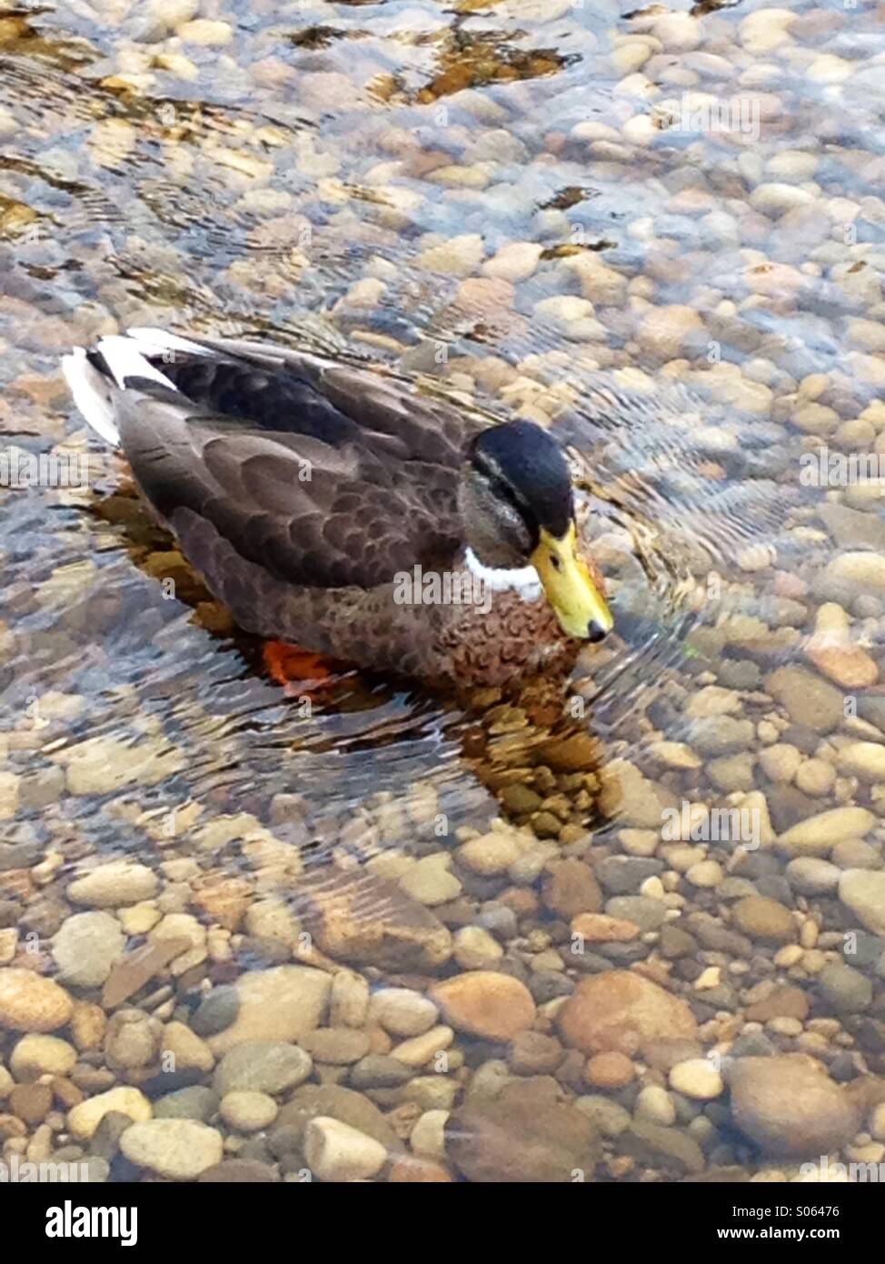 Shallow float hi-res stock photography and images - Alamy