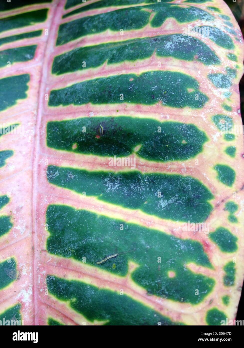 Tropical plant leaf hi-res stock photography and images - Alamy