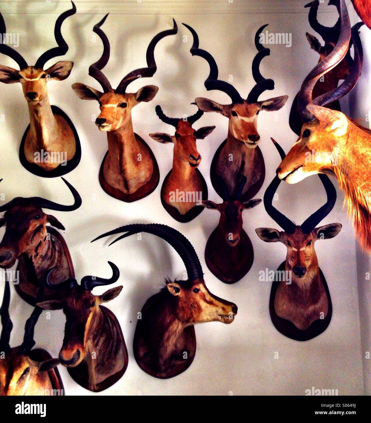 Hunting Trophies Stock Photos & Hunting Trophies Stock Images - Alamy