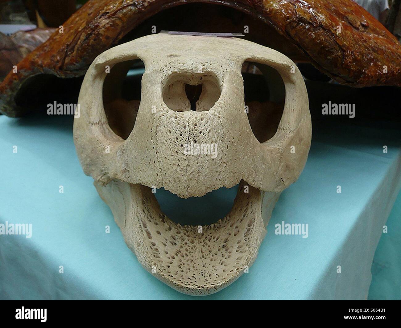 Skull turtle hi-res stock photography and images - Alamy