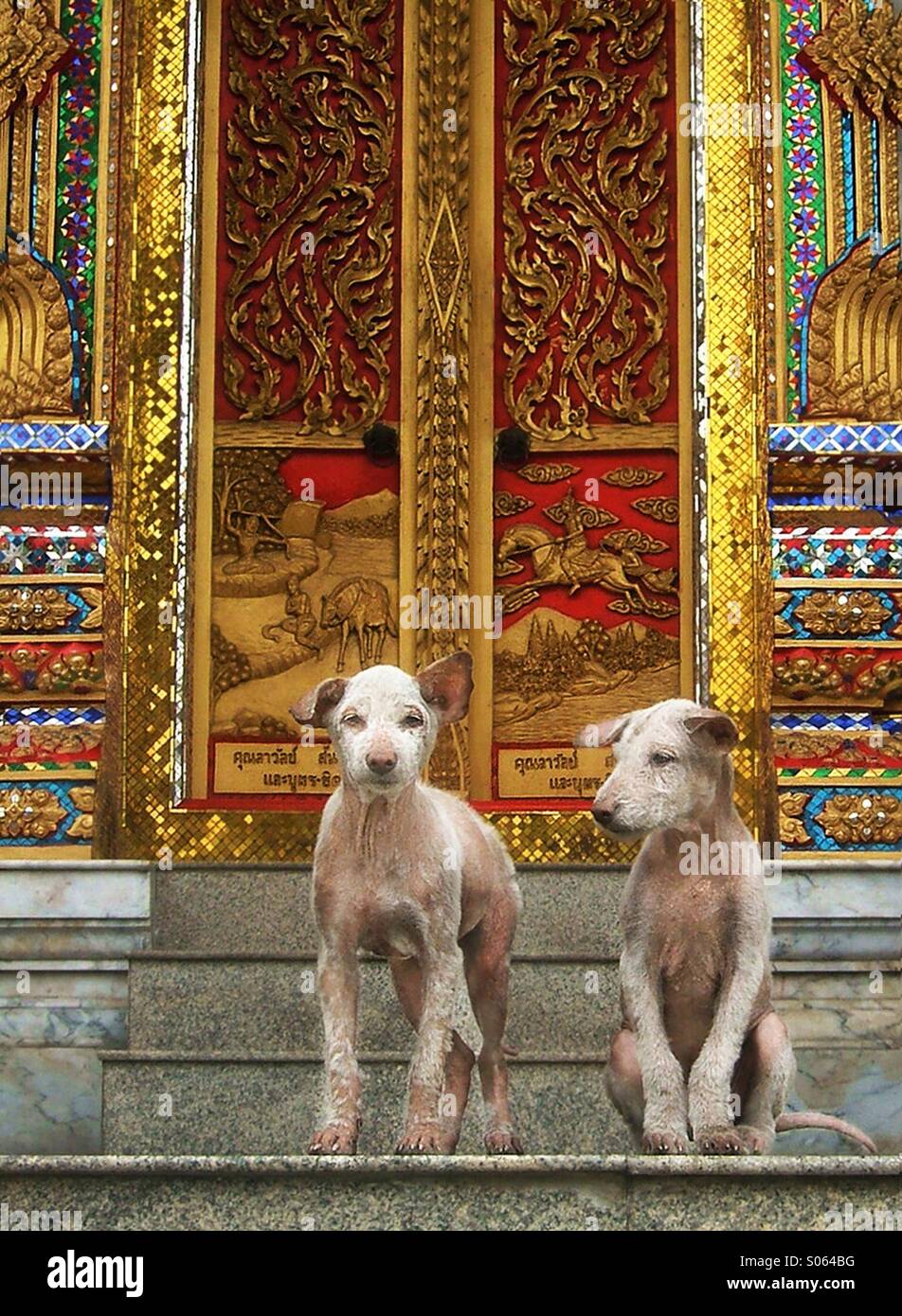Canine temple hi-res stock photography and images - Alamy