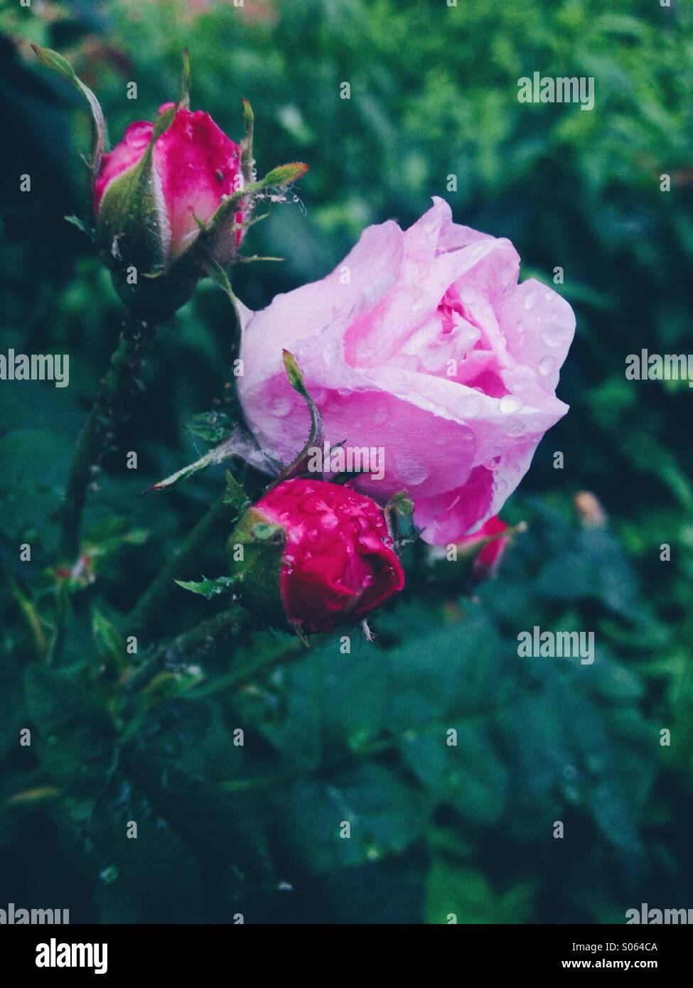 Haiku About Roses