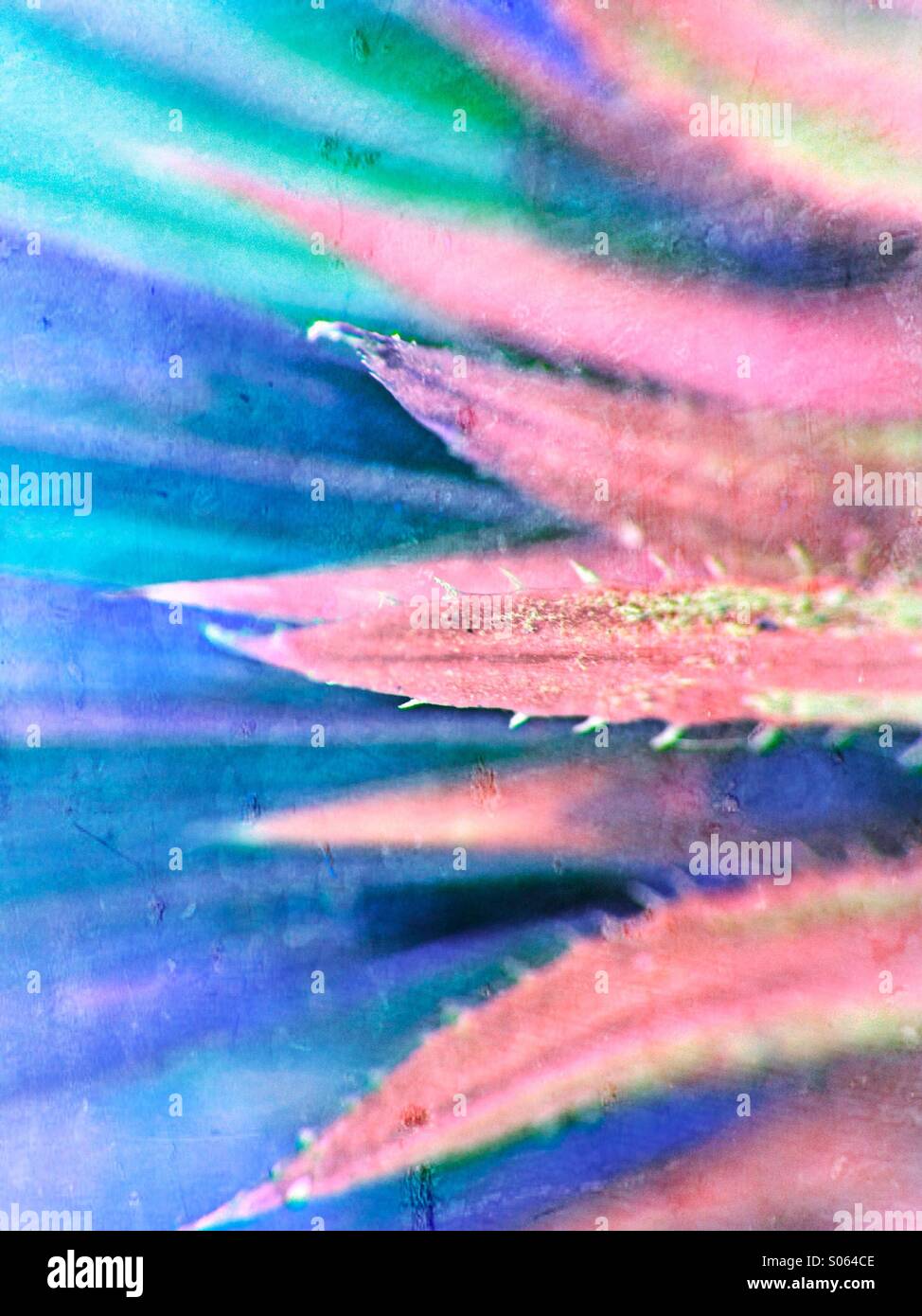 Underneath of a gazania flower Stock Photo - Alamy