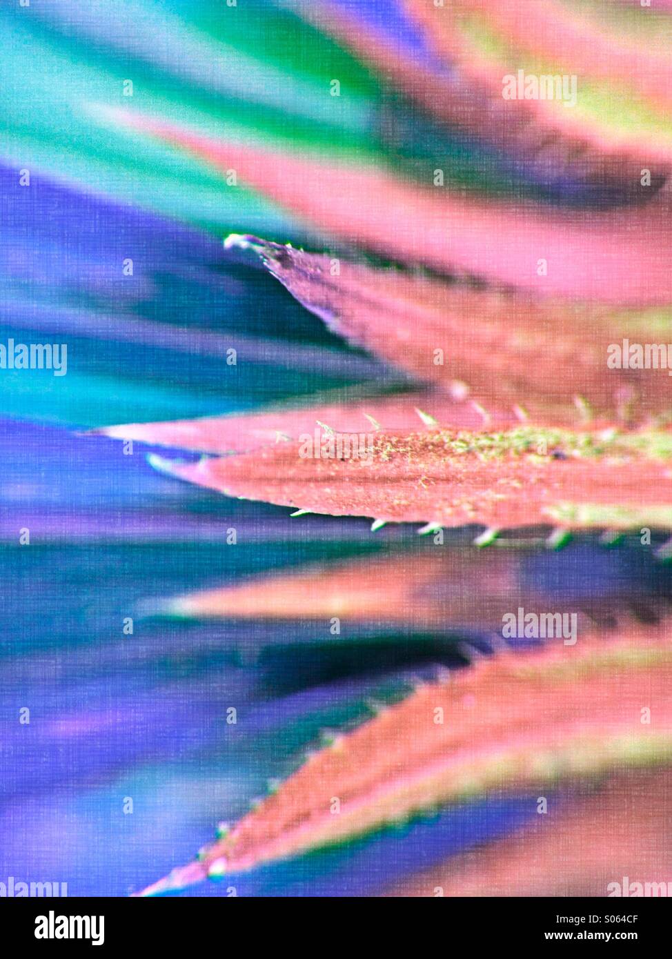 Underneath a flower hi-res stock photography and images - Alamy
