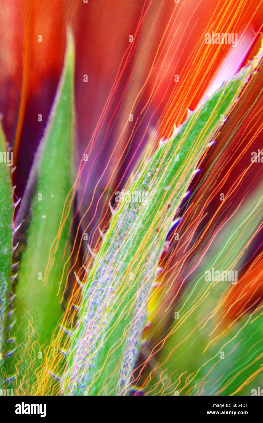 Underneath of a gazania flower Stock Photo - Alamy
