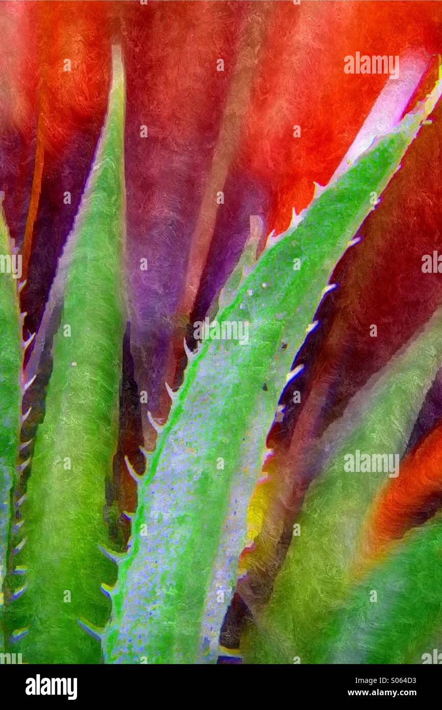 Underneath of a gazania flower Stock Photo - Alamy