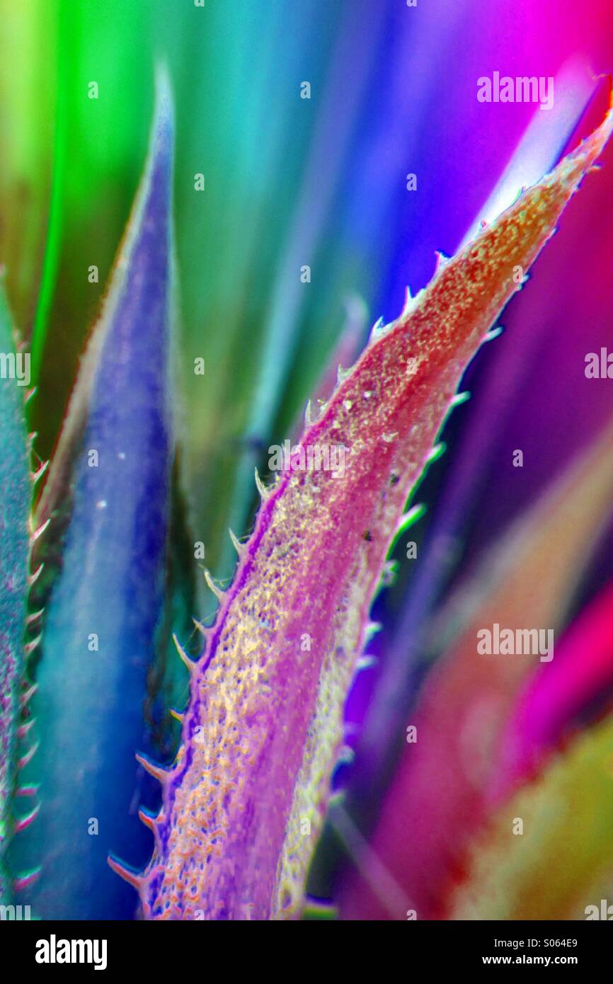 Underneath of a gazania flower Stock Photo - Alamy