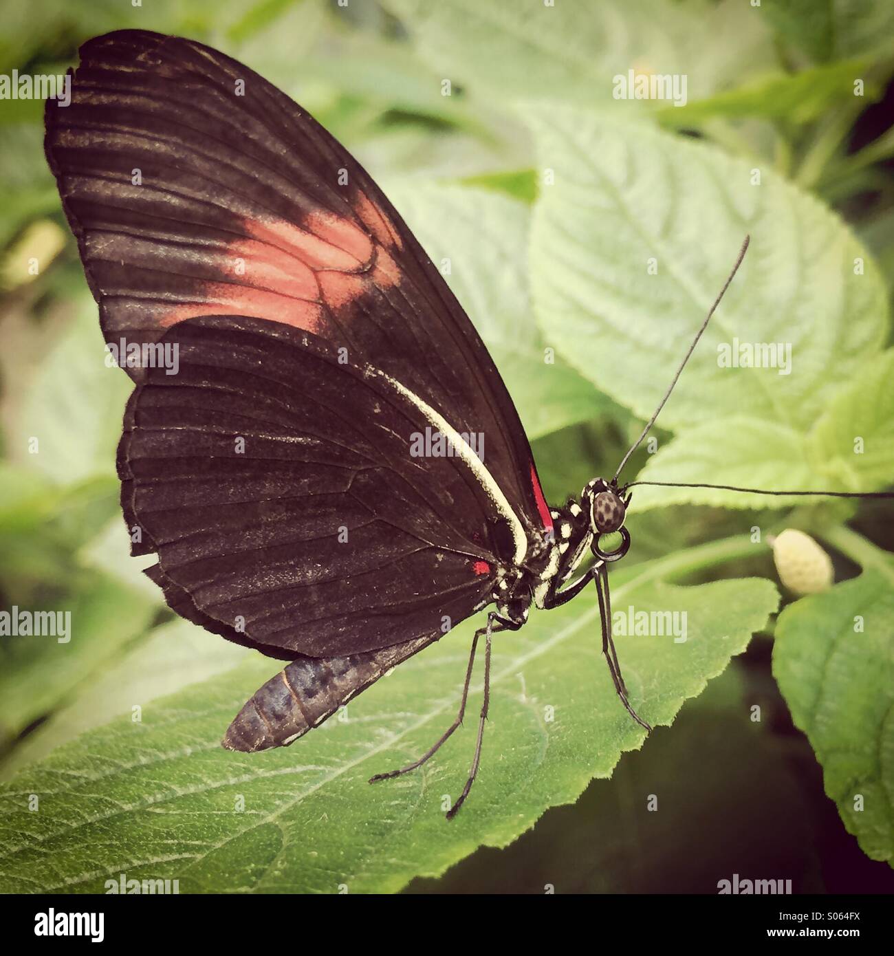 Heliconia butterfly, South America Stock Photo - Alamy