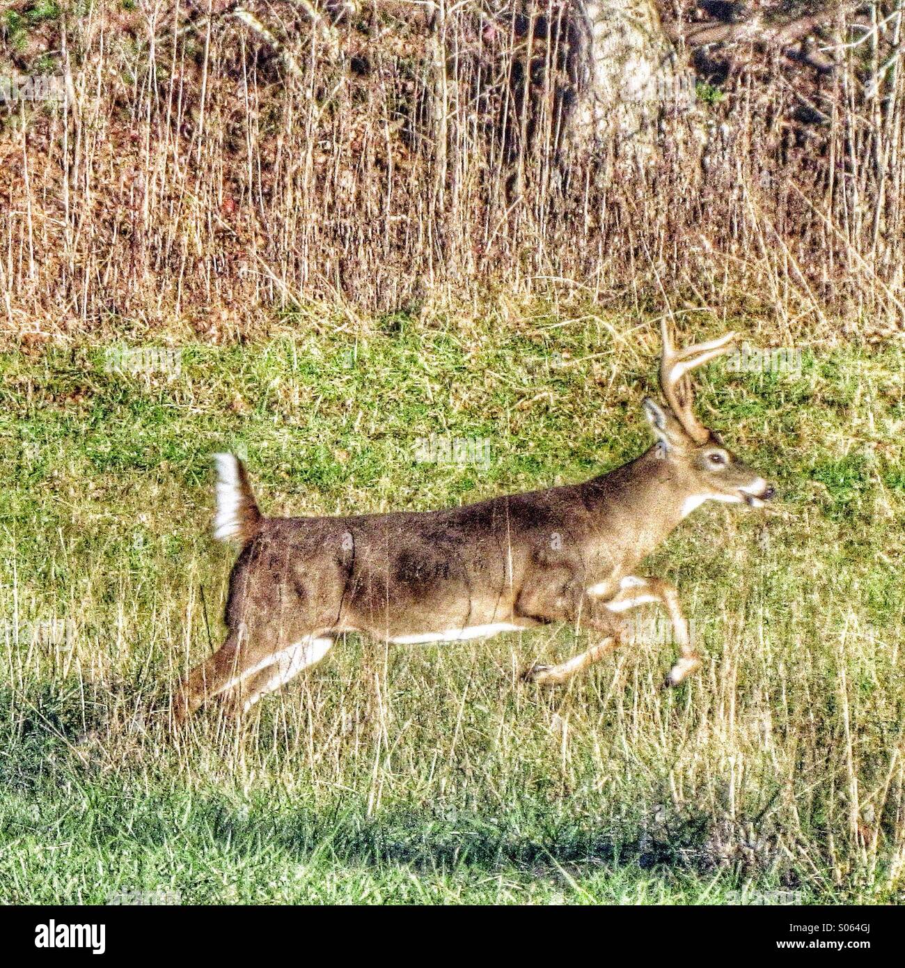 Animal_captures hi-res stock photography and images - Alamy