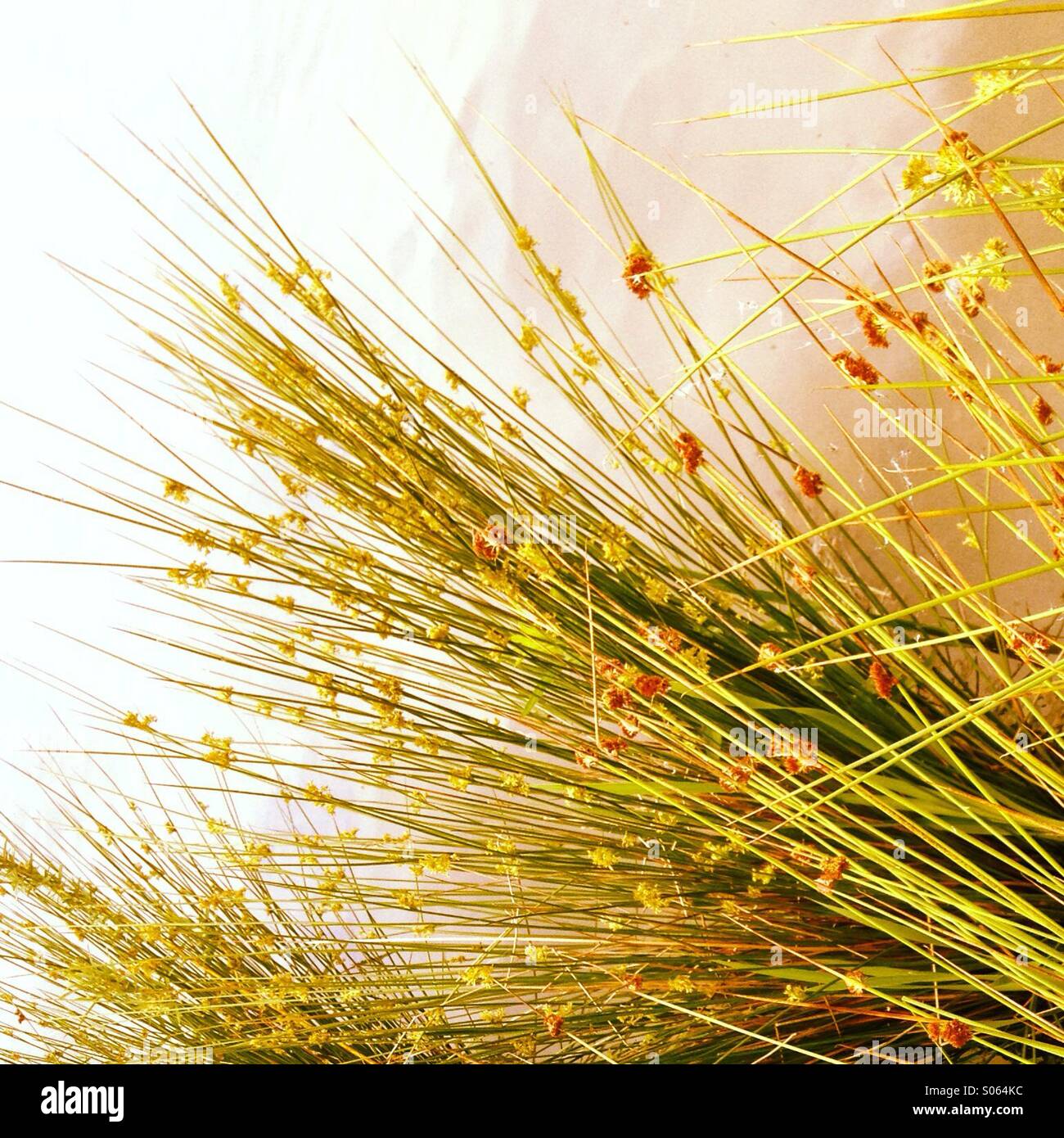 Exotic grass hi-res stock photography and images - Alamy