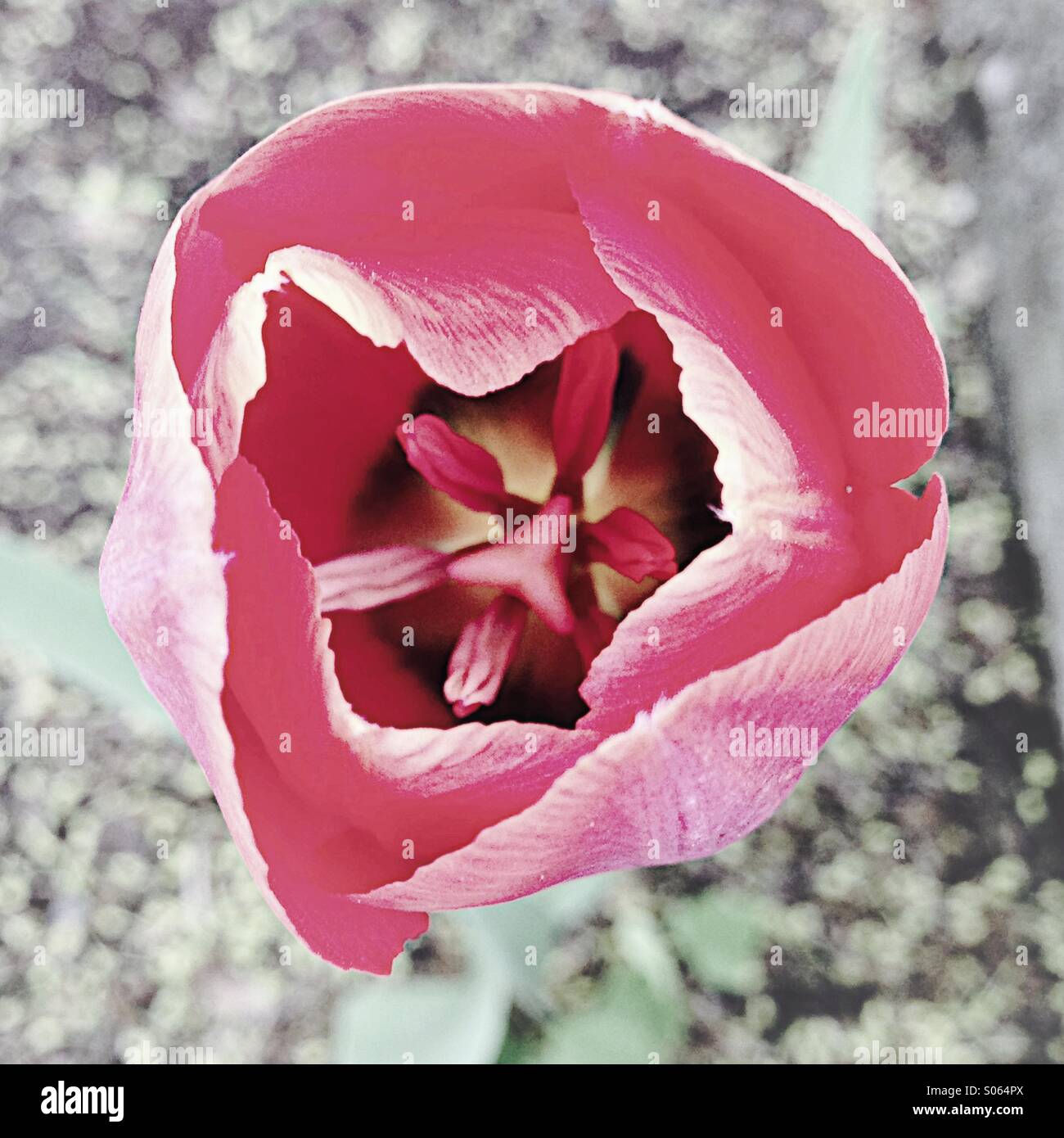Tulip flower petals hi-res stock photography and images - Alamy