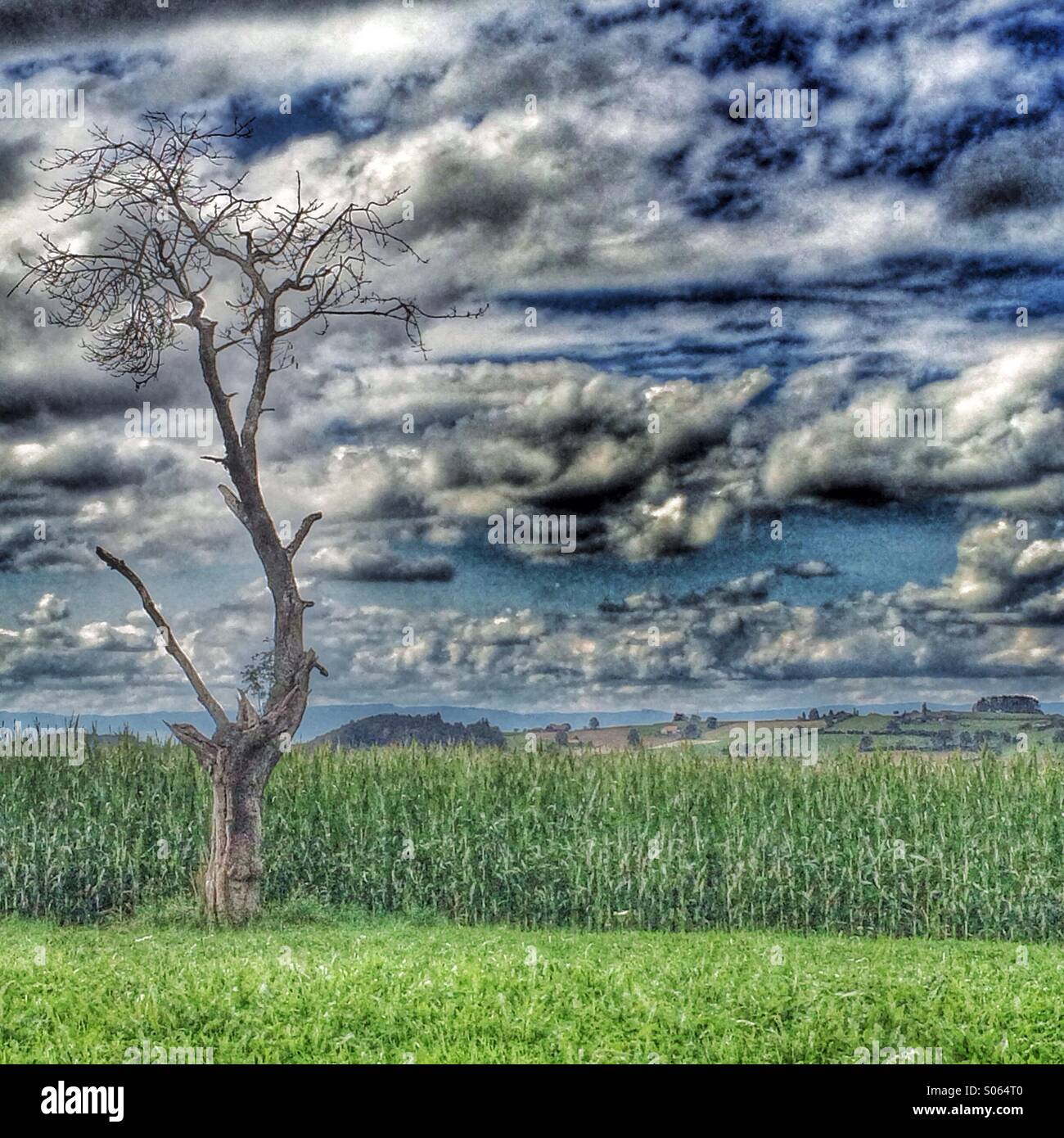Dead tree against dramatic cloudy sky Stock Photo - Alamy