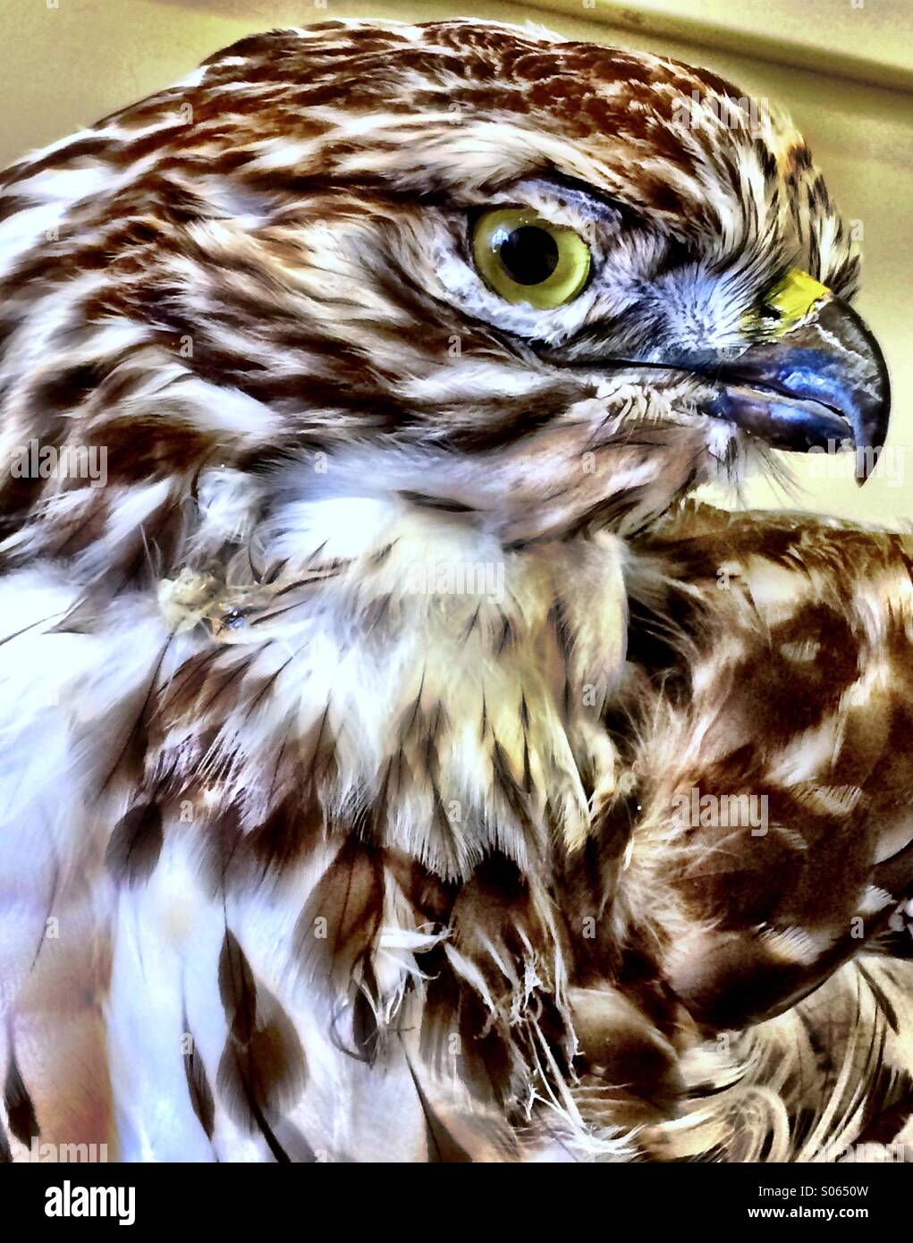 Falcon queen hi-res stock photography and images - Alamy