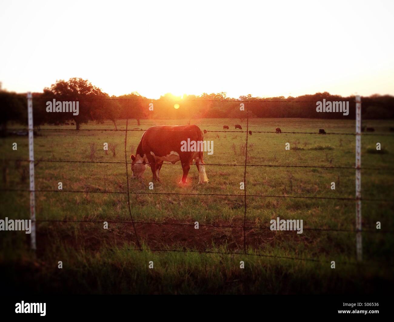 Grazing Cows At Sunset High Resolution Stock Photography and Images - Alamy