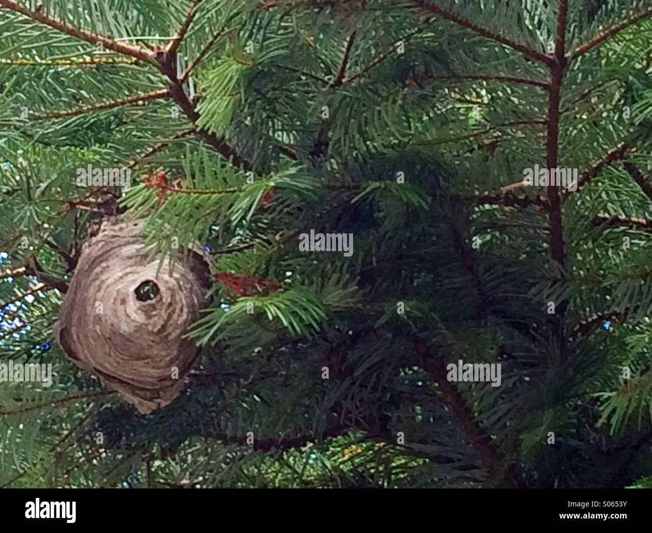 Bee hive in a tree hi-res stock photography and images - Alamy