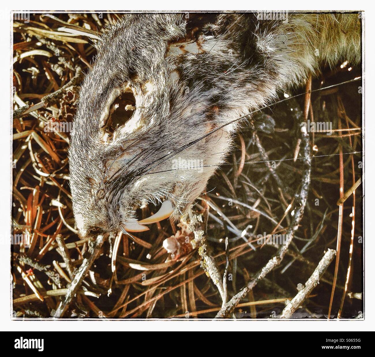 Dead squirrels head Stock Photo - Alamy