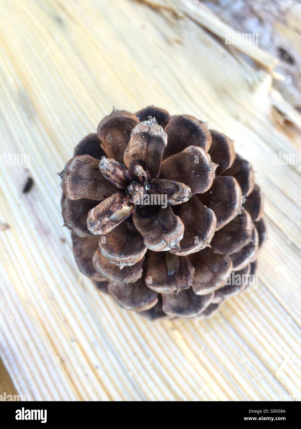 Cone from tree hi-res stock photography and images - Alamy