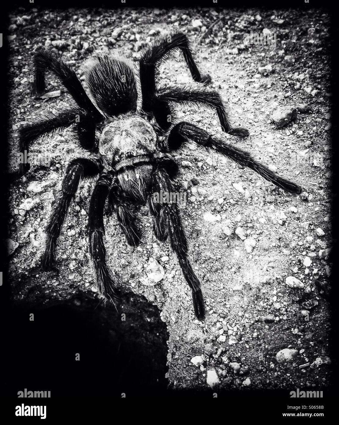 A tarantula creeps across the desert floor Stock Photo - Alamy