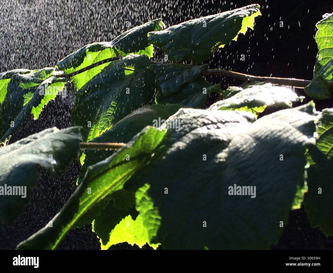 Raining leaf hi-res stock photography and images - Alamy