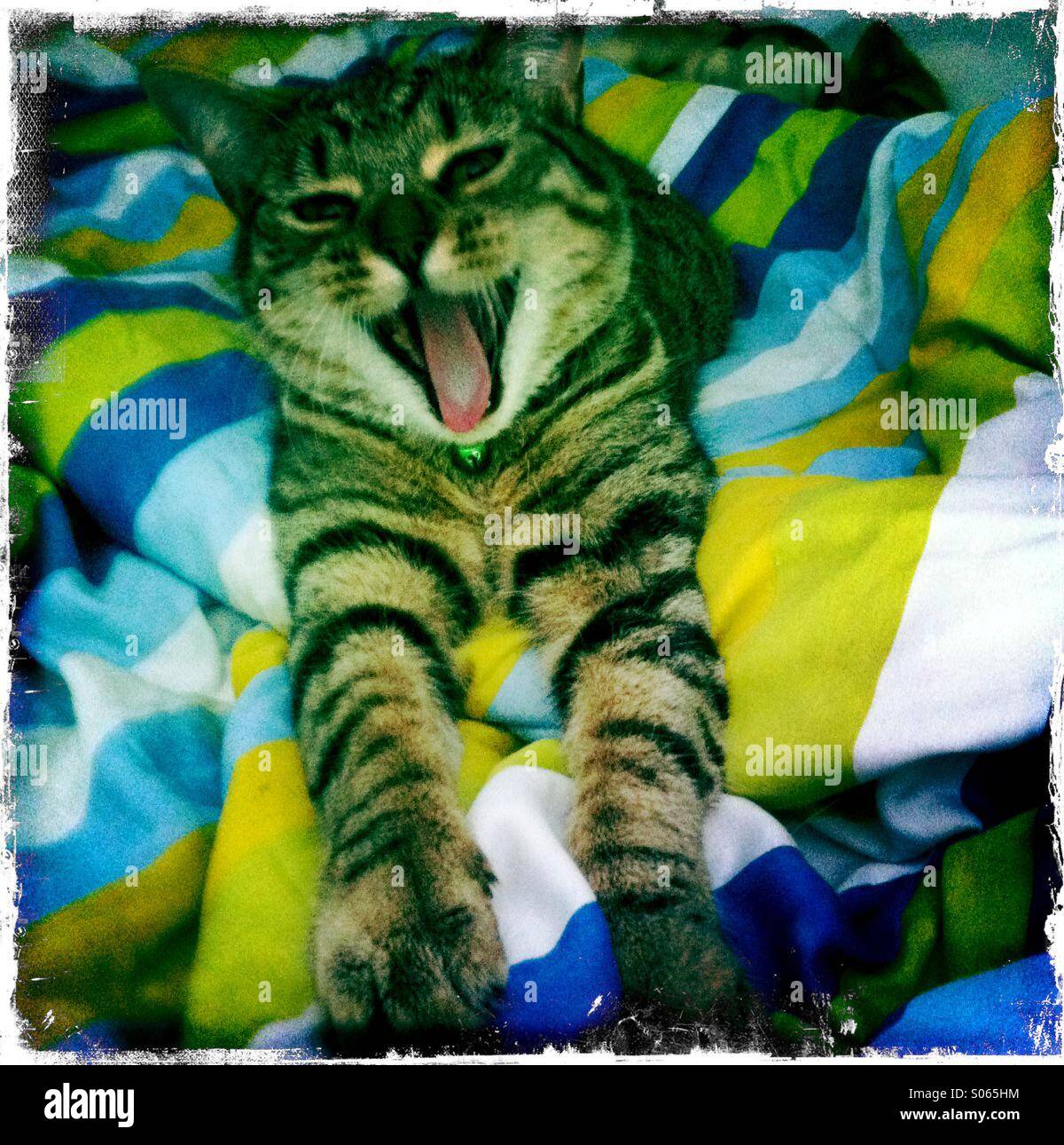 Cute cat yawning Stock Photo - Alamy