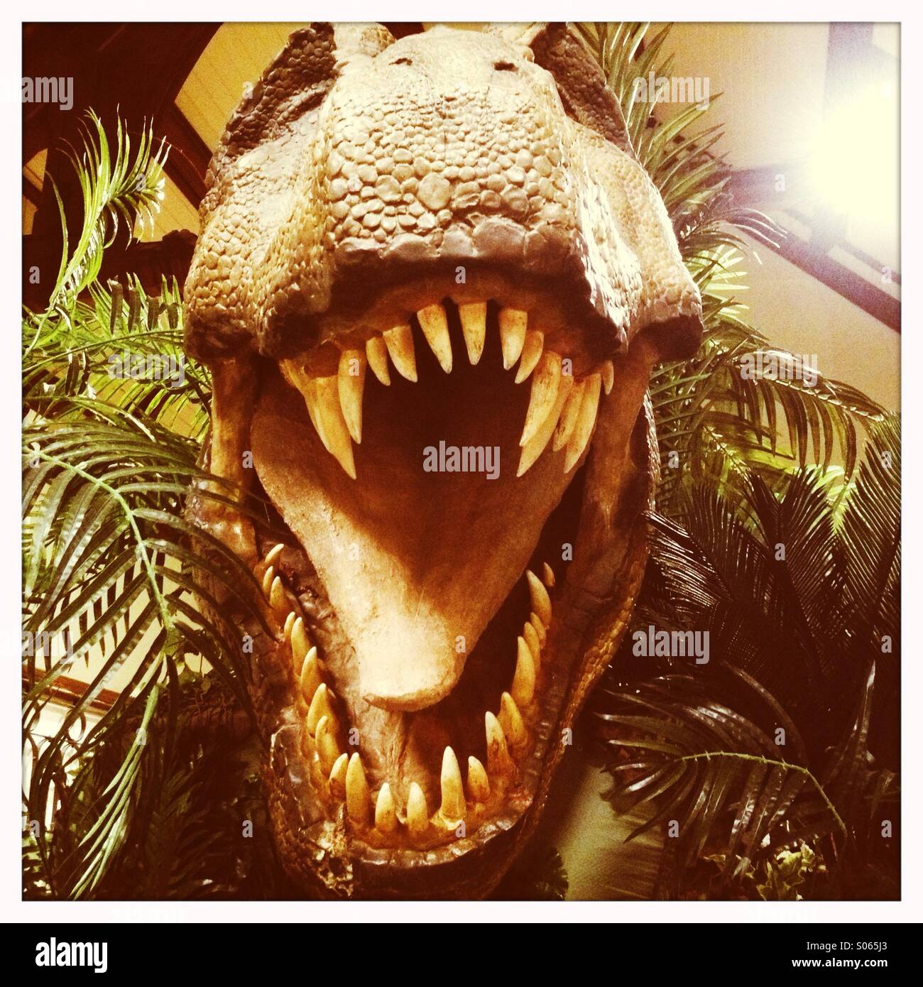 Tyrannosaurs rex hi-res stock photography and images - Alamy