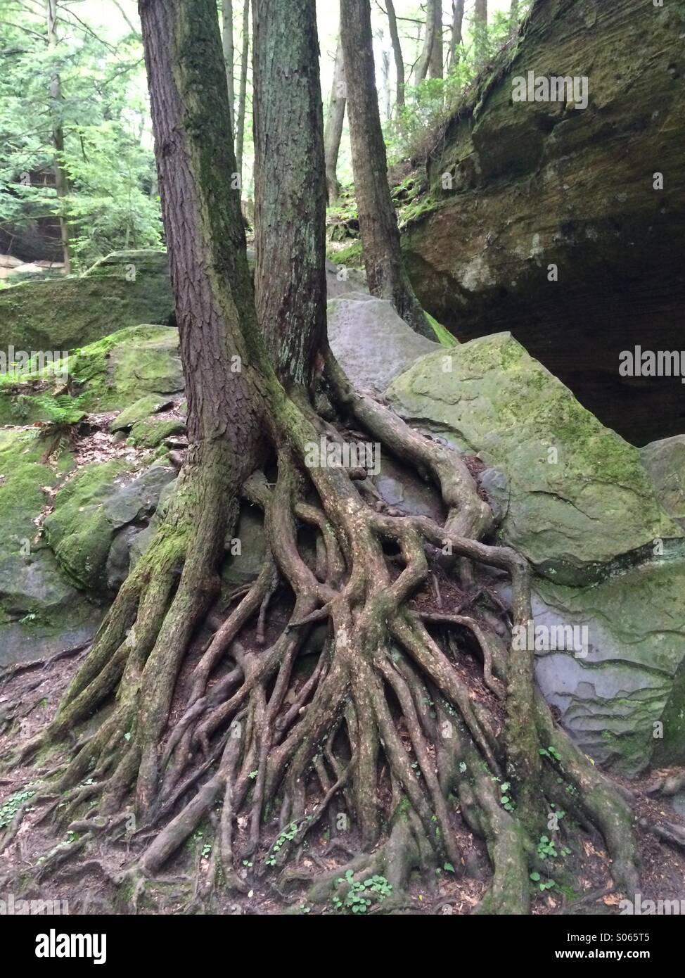 Woven roots hi-res stock photography and images - Alamy