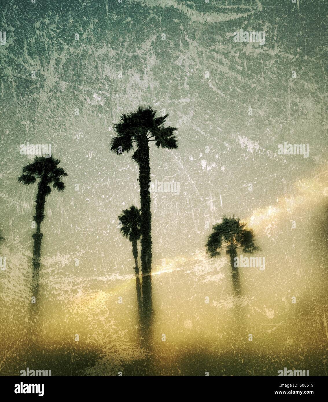 Palm Trees In The Mist Stock Photo - Alamy