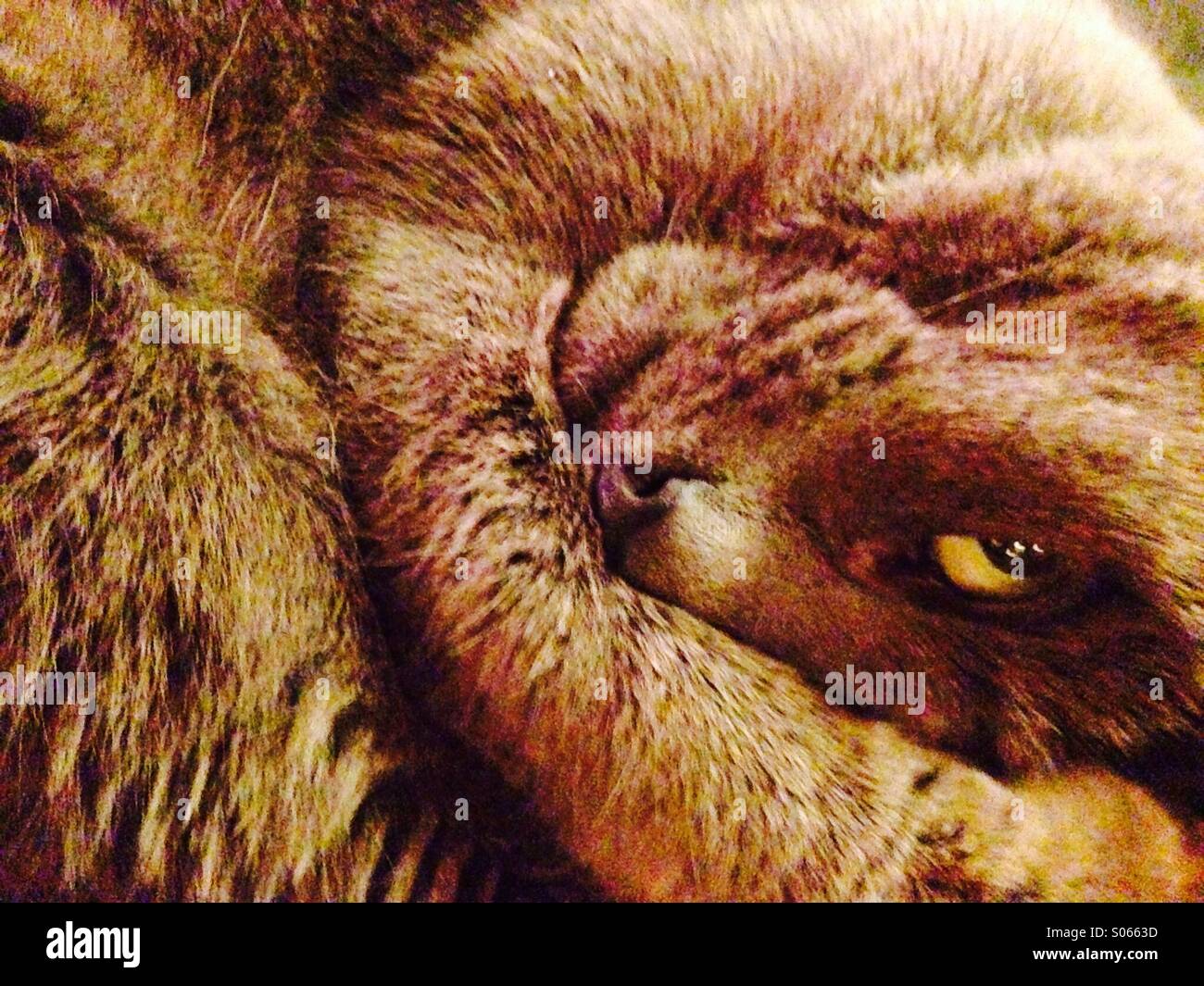 Curled up animal hi-res stock photography and images - Alamy