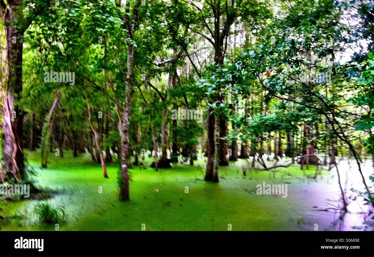 The green swamp hi-res stock photography and images - Alamy