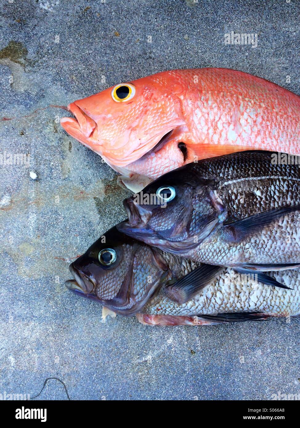 Black snapper hi-res stock photography and images - Alamy