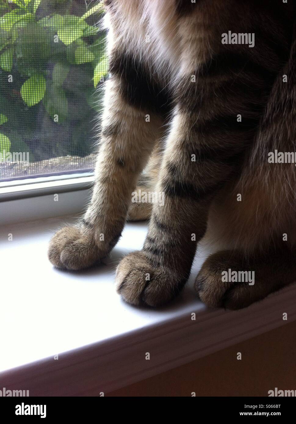 Indoor cat looking out the window Stock Photo - Alamy