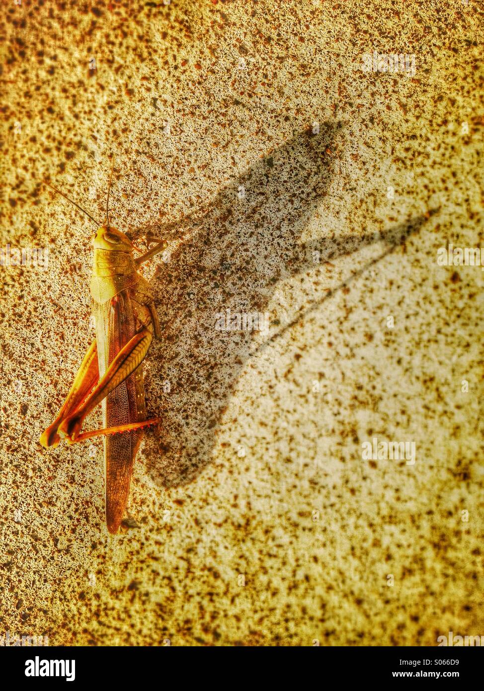 Locust Insect High Resolution Stock Photography and Images - Alamy