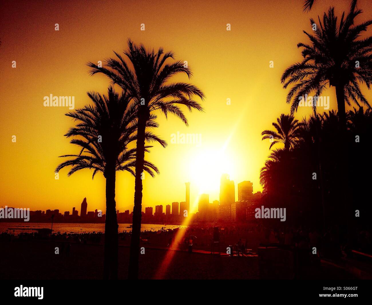 High rise buildings at sunset with foreground palm trees Stock Photo ...