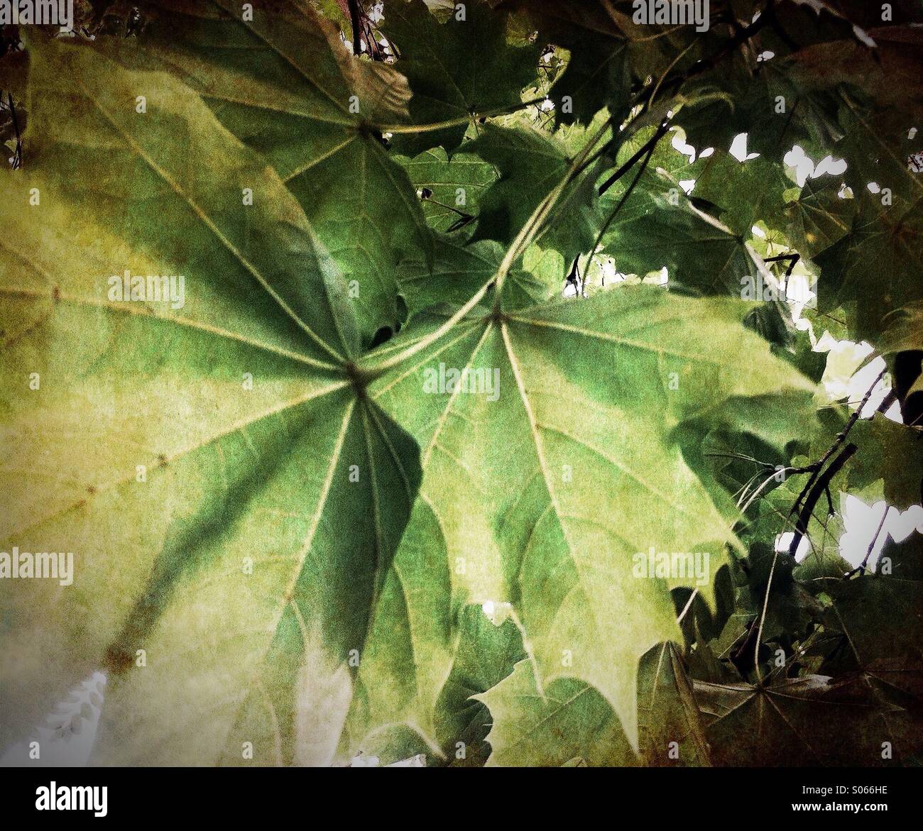 Mable hi-res stock photography and images - Alamy