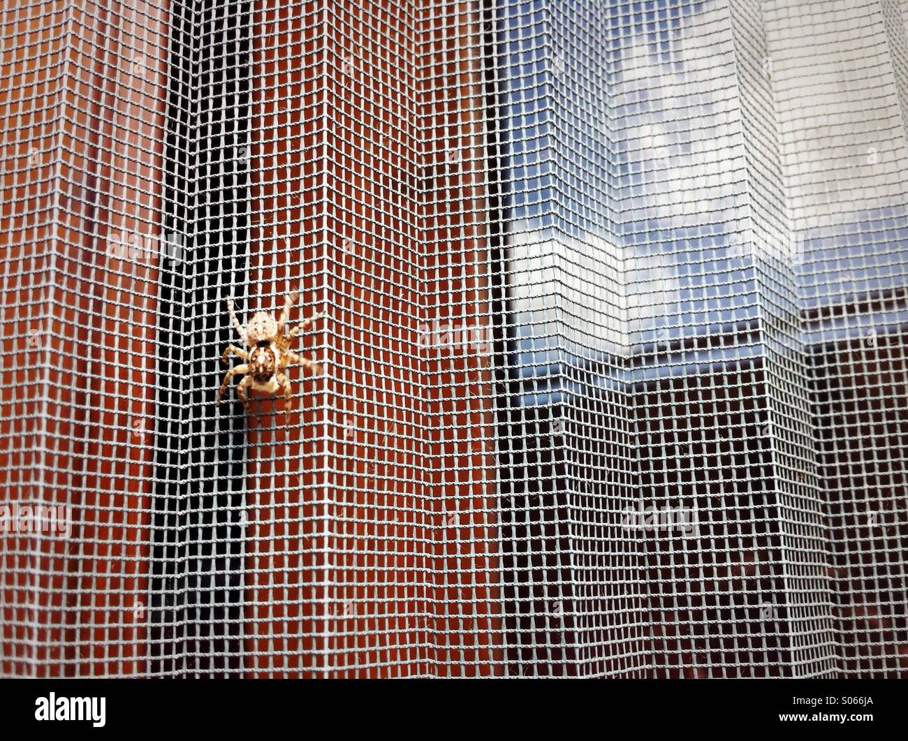 Spider window hi-res stock photography and images - Alamy